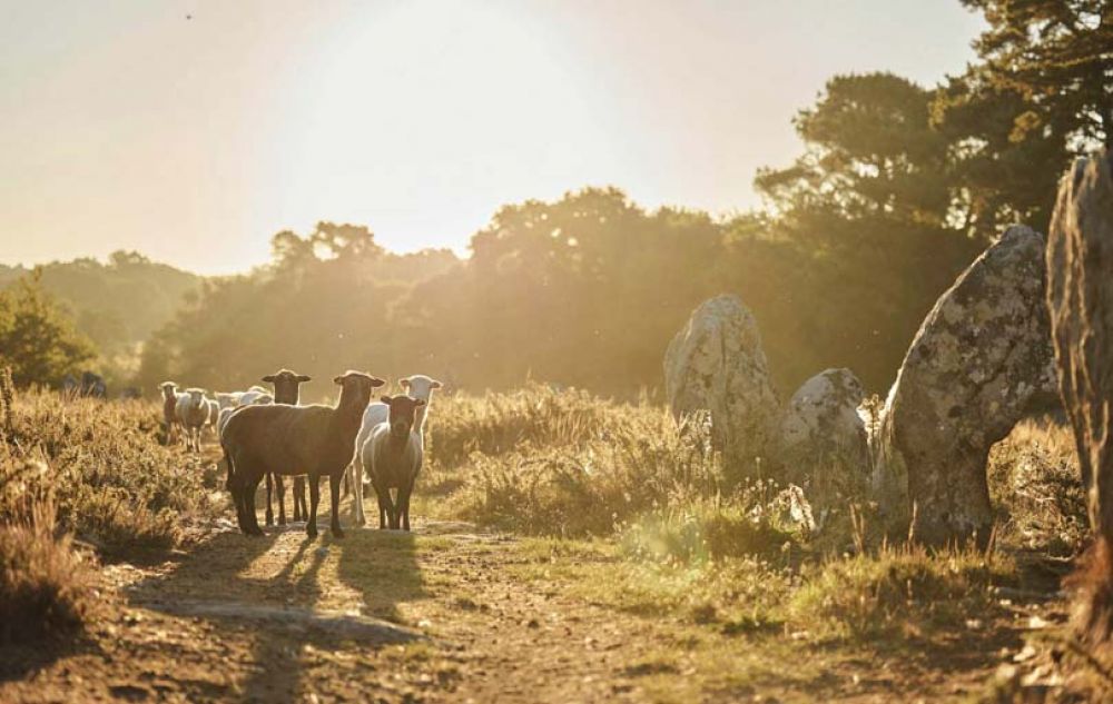 Visiter Carnac en 8 expériences originales