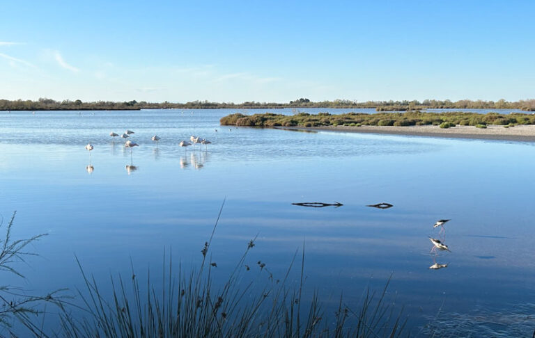 Que faire en Camargue : 9 activités incontournables
